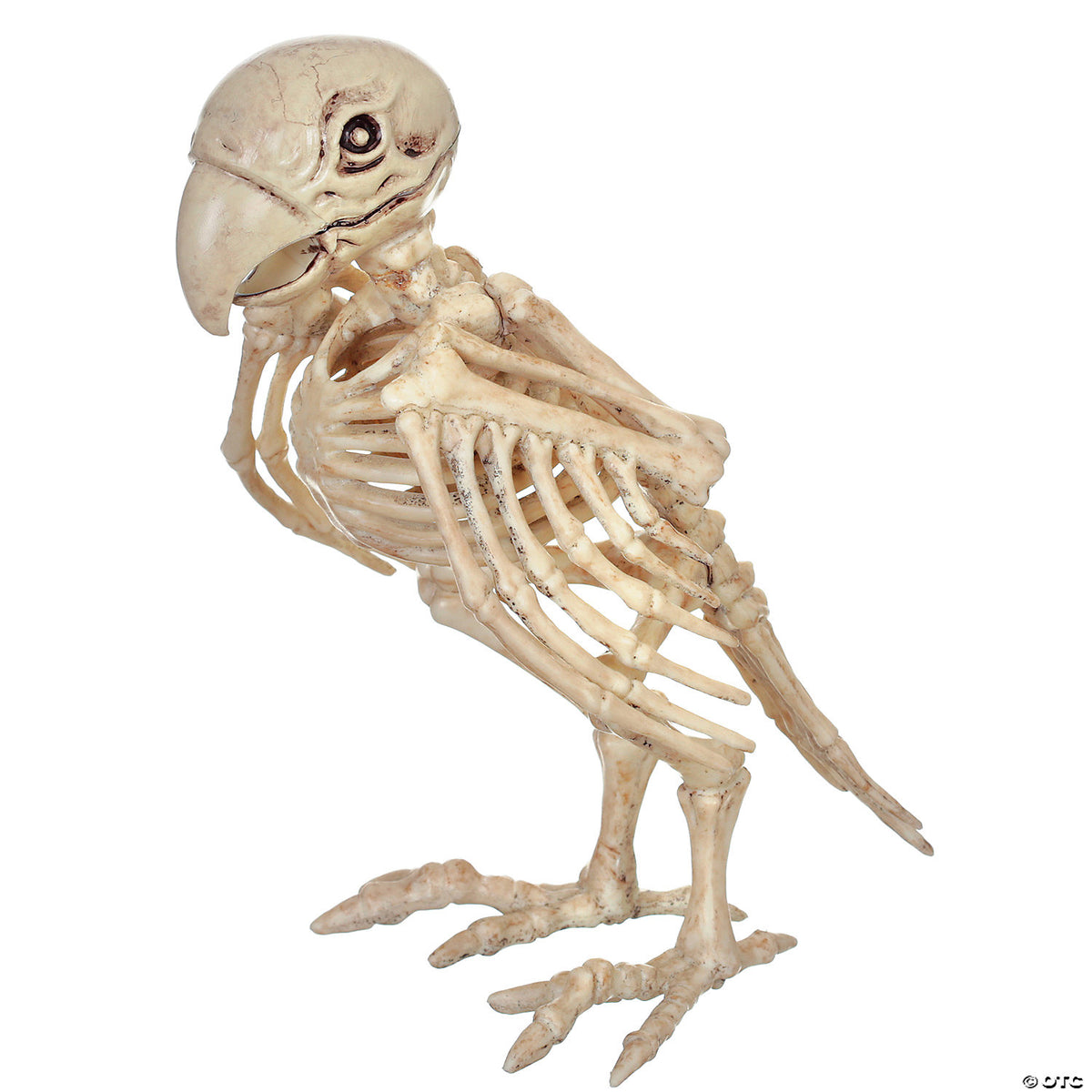 Skeleton Parrot Prop — The Costume Shop